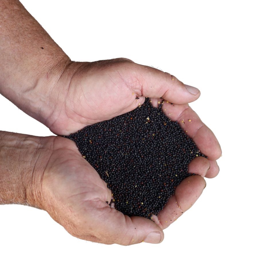 Grain Trading - AW Vater & Co - Traders in Grain, Pulses & Seed