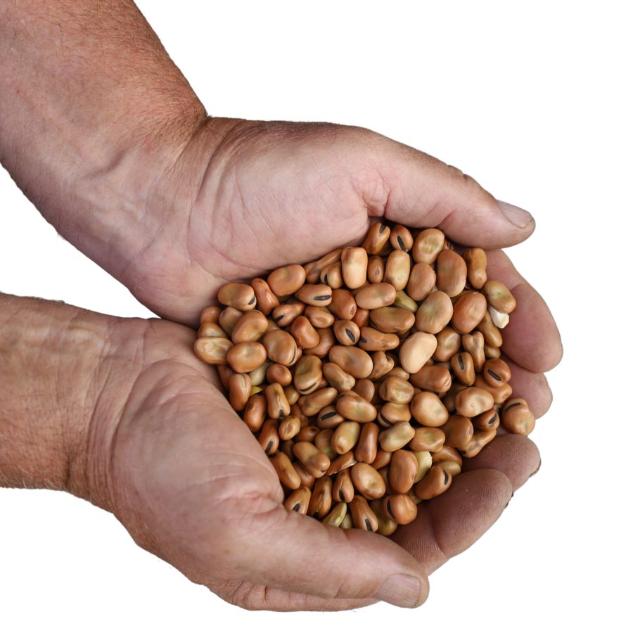 Grain Trading - AW Vater & Co - Traders in Grain, Pulses & Seed