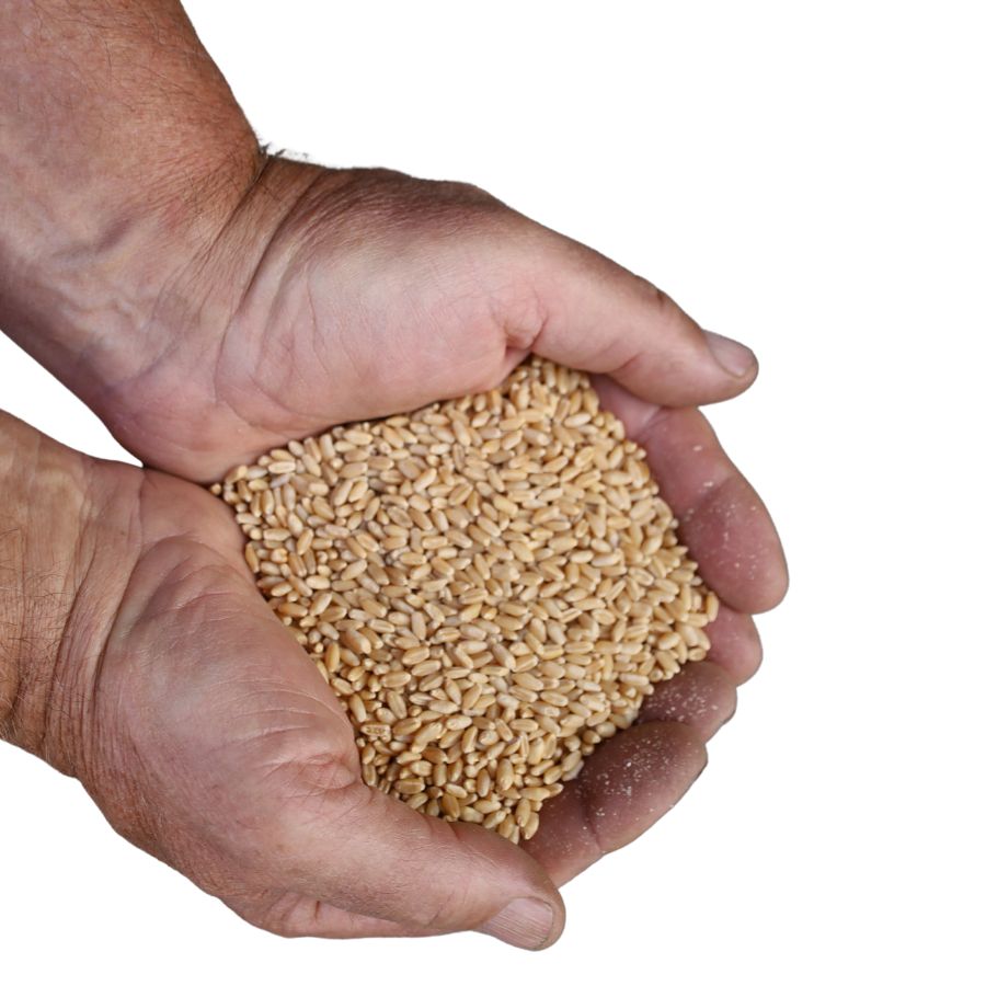 Grain Trading - AW Vater & Co - Traders in Grain, Pulses & Seed